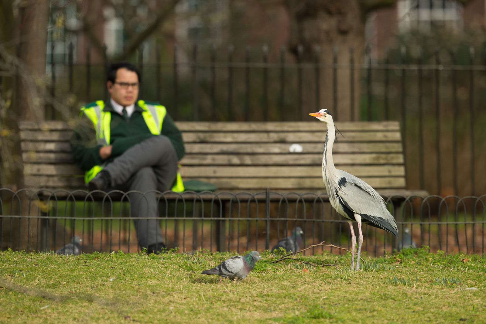 10 Top Tips to Improve Your Urban Wildlife Photos - Nature TTL