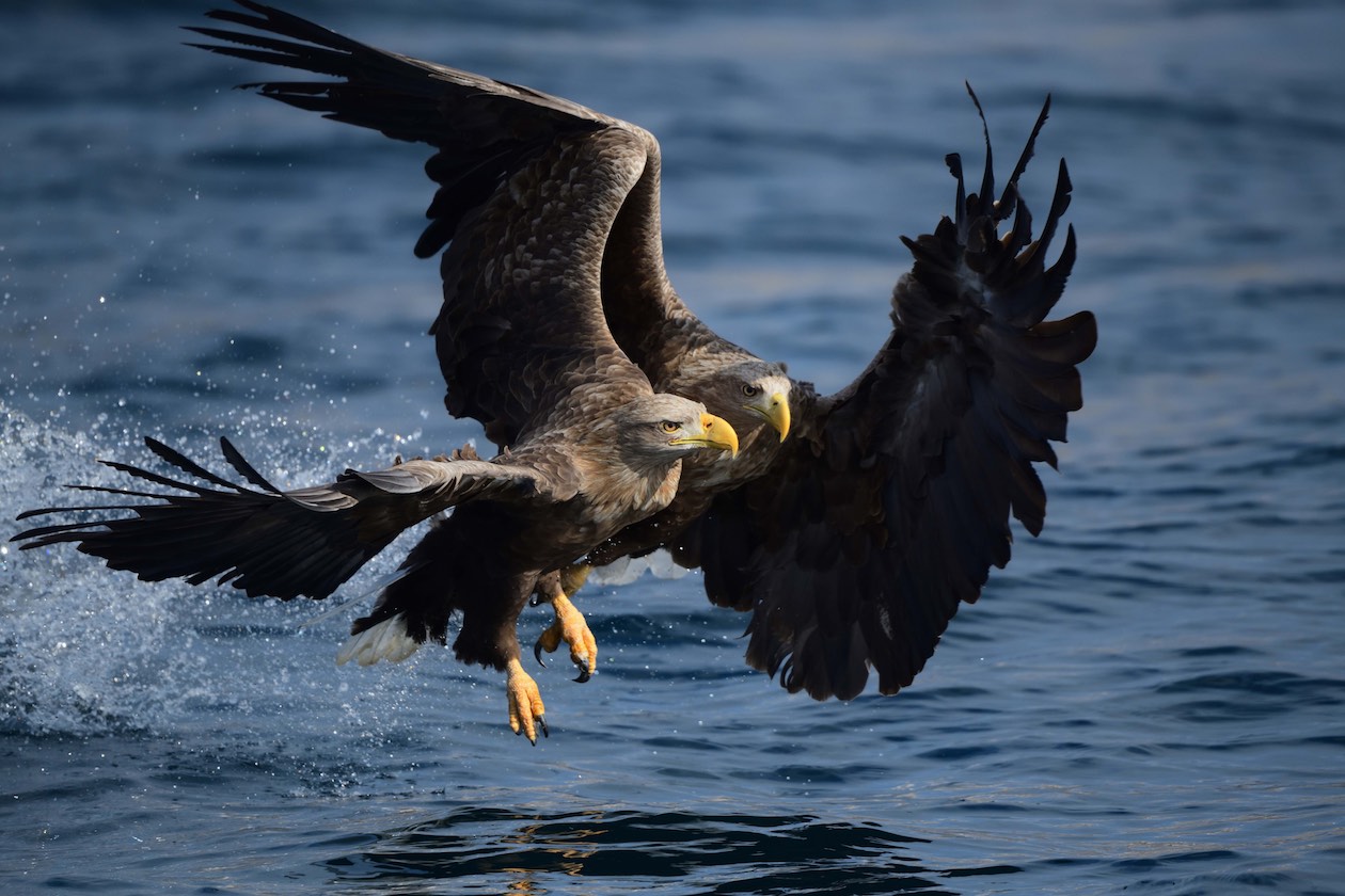 Nikon Unveils Lightweight 500mm 'Super-Telephoto' Lens - Nature TTL