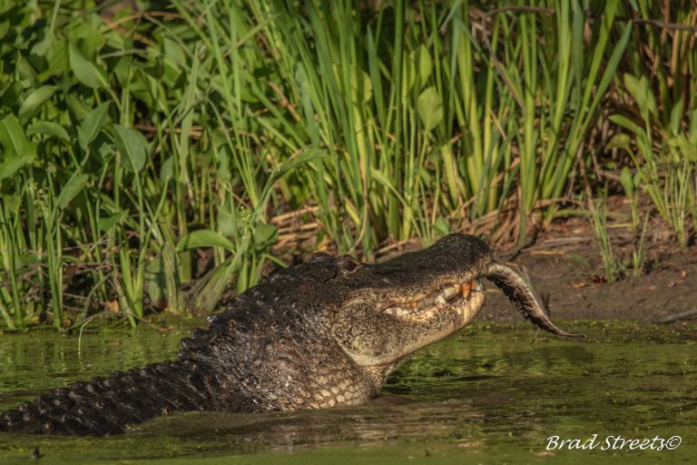 Alligator Cannibalism Captured on Camera - Nature TTL