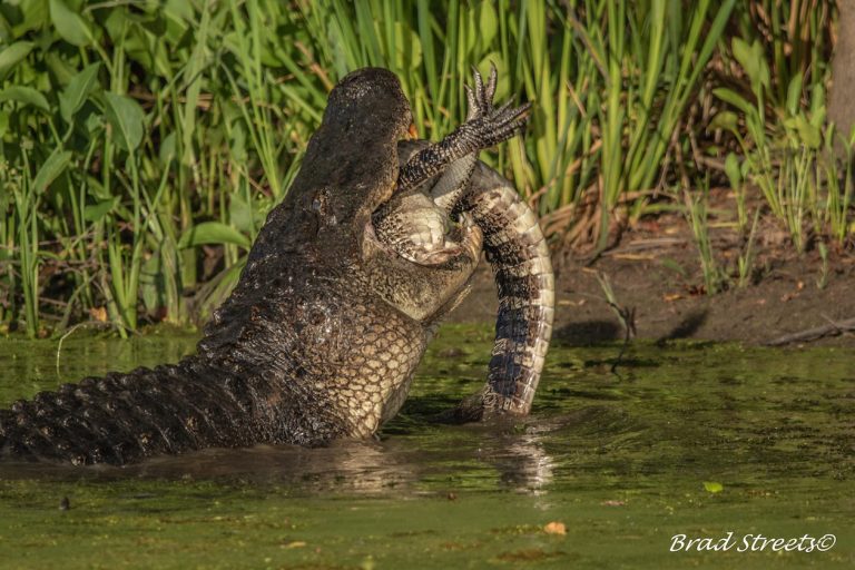 Alligator Cannibalism Captured on Camera - Nature TTL