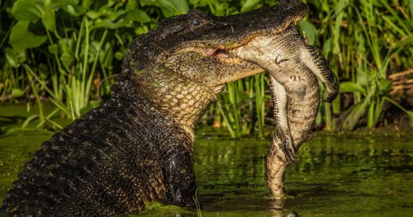 Alligator Cannibalism Captured on Camera - Nature TTL