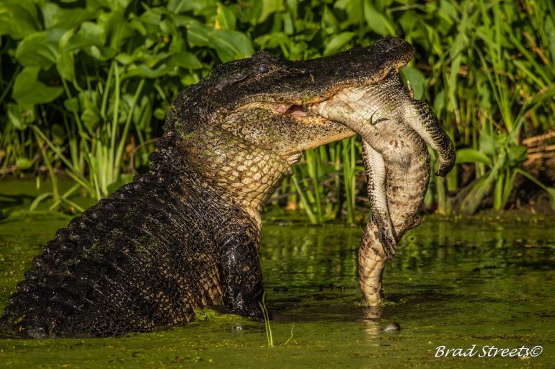 Alligator Cannibalism Captured on Camera - Nature TTL