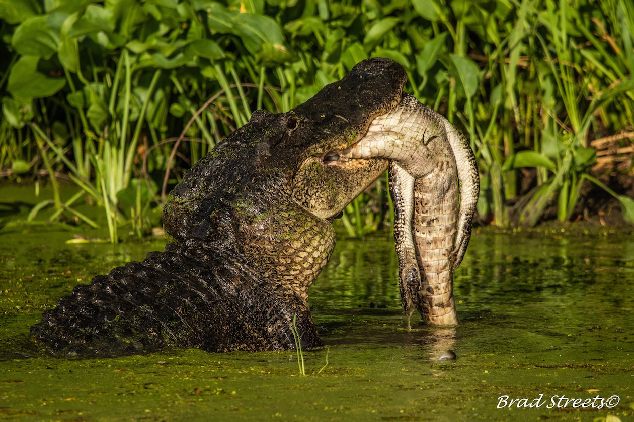 Alligator Cannibalism Captured on Camera - Nature TTL
