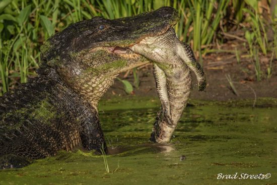 Alligator Cannibalism Captured on Camera - Nature TTL