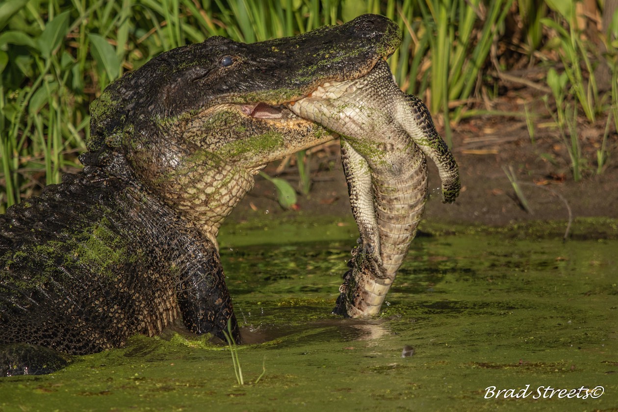 Alligator Cannibalism Captured on Camera - Nature TTL