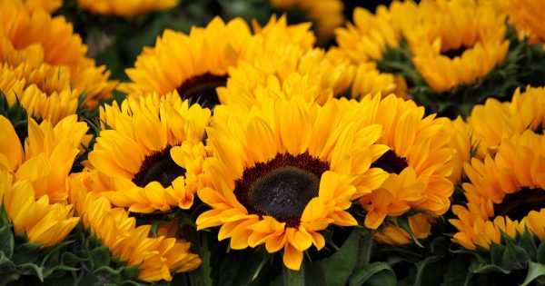 Weekly Photography Assignment: Yellow - Nature TTL