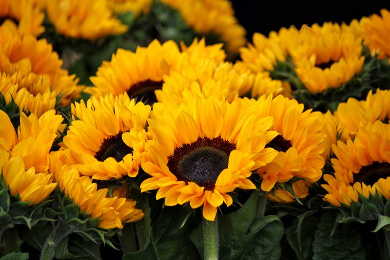 Weekly Photography Assignment: Yellow - Nature TTL