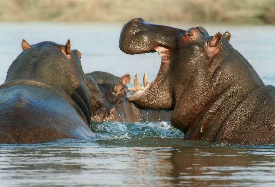 Hippo Kills Photographer on Safari in Kenya - Nature TTL