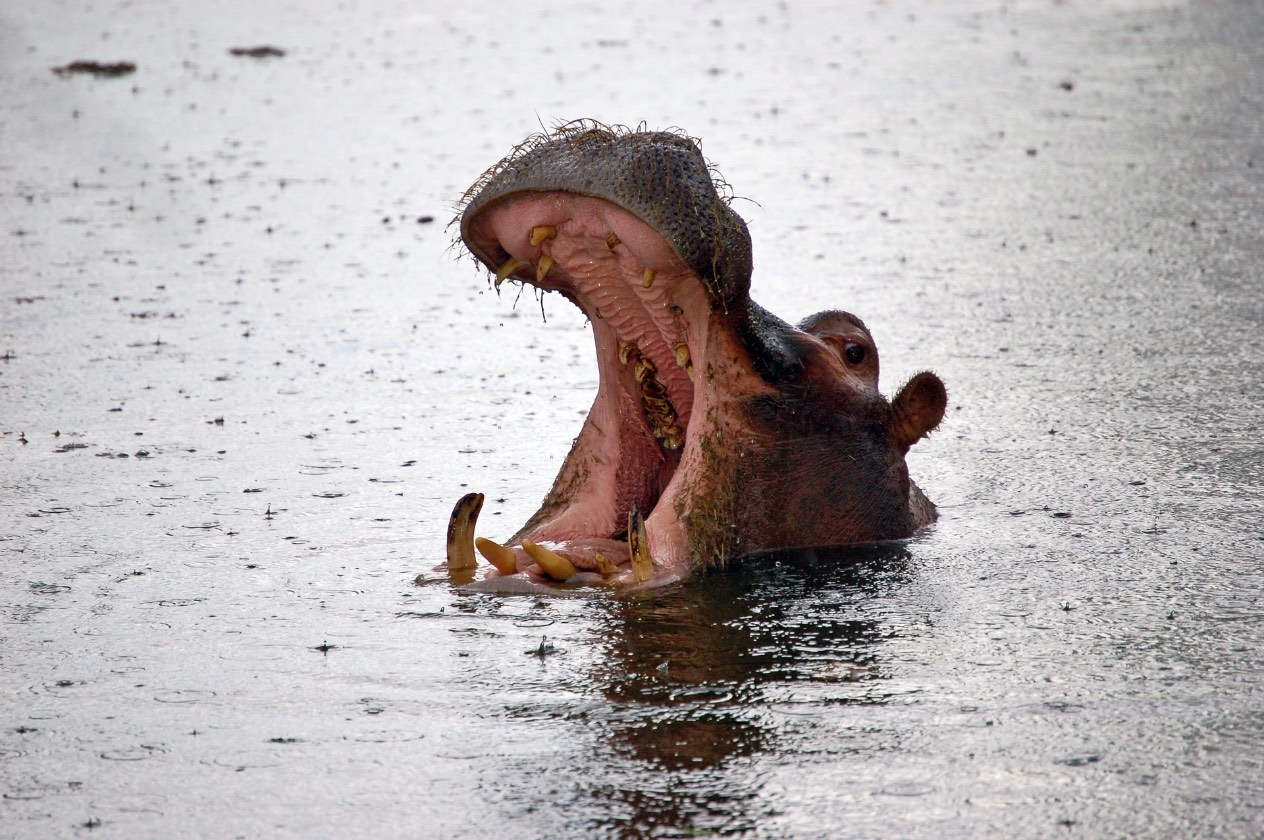 Hippo Kills Photographer on Safari in Kenya - Nature TTL