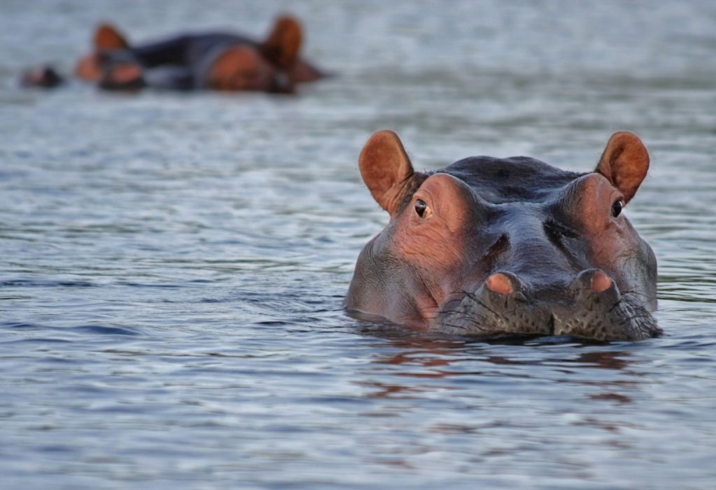 Hippo Kills Photographer on Safari in Kenya - Nature TTL