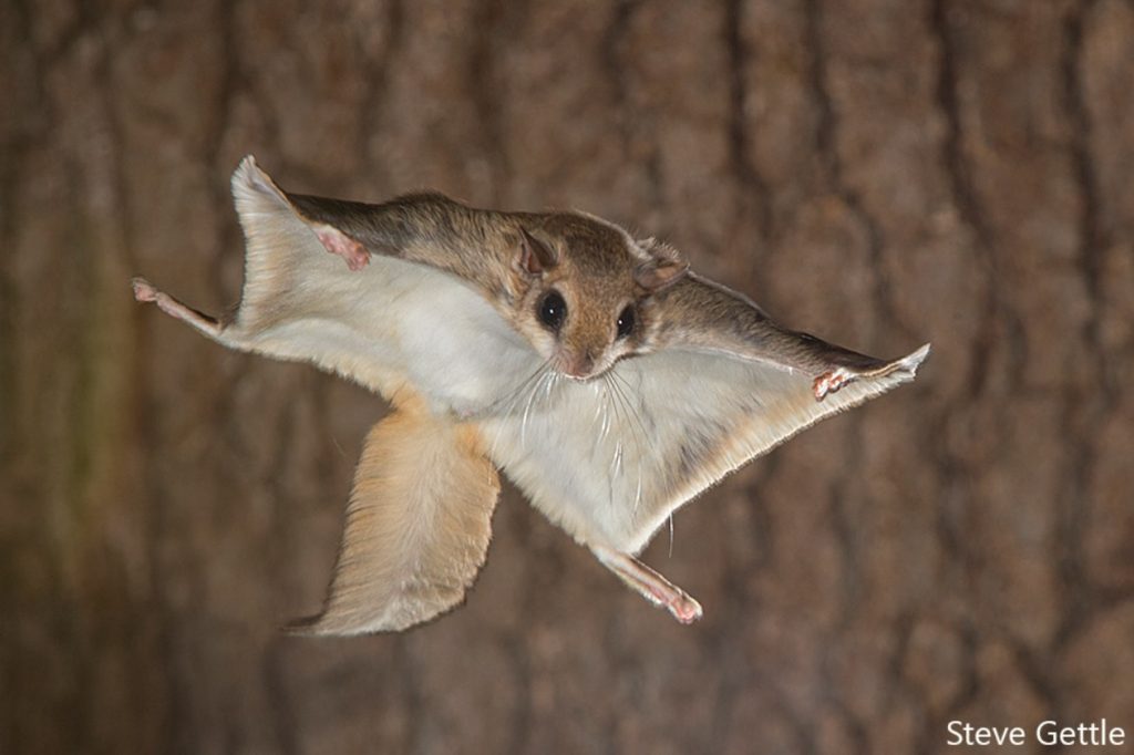 Photographer Captures Amazing Flying Squirrels in Action - Nature TTL