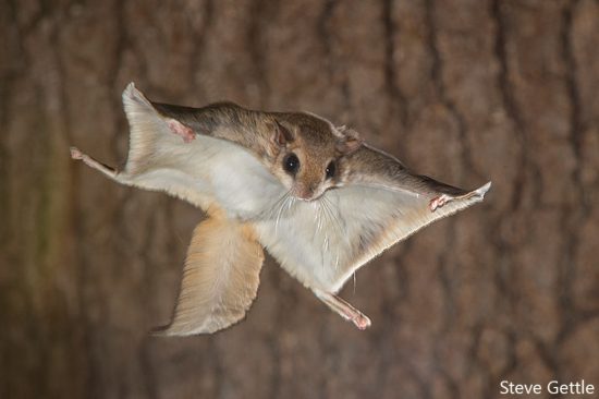 Photographer Captures Amazing Flying Squirrels in Action - Nature TTL