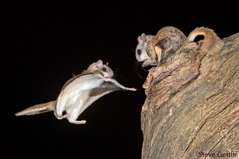 Photographer Captures Amazing Flying Squirrels in Action - Nature TTL