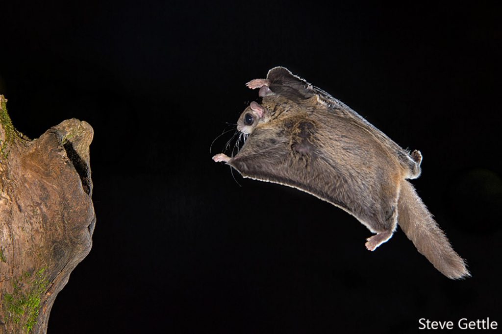 Photographer Captures Amazing Flying Squirrels in Action - Nature TTL
