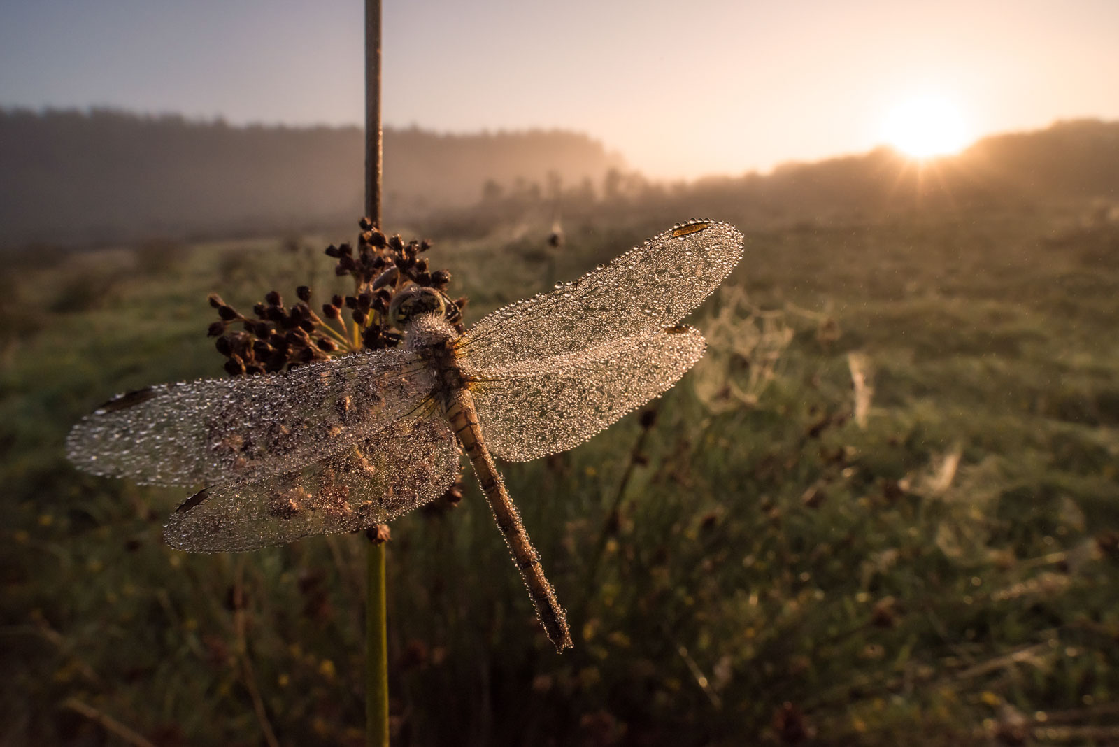 How to Get Close to a Macro Subject - Nature TTL