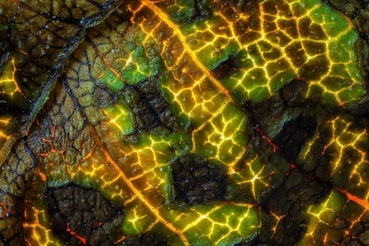 Photographer Creates Volcanic Landscapes from Macro Leaves - Nature TTL