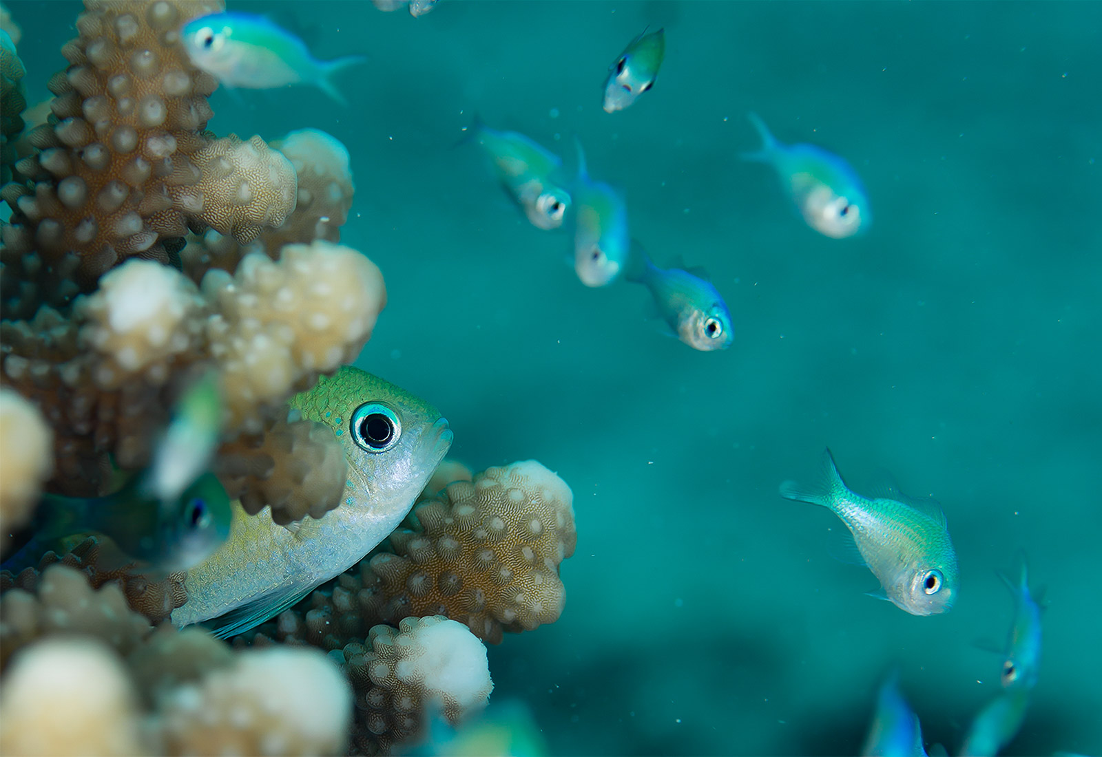 8 Tips To Create Beautiful Underwater Animal Portraits Nature TTL 8 Tips To Create Beautiful Underwater Animal Portraits Nature TTL