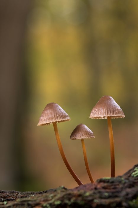 5 Autumn Photography Ideas for Macro Photographers - Nature TTL