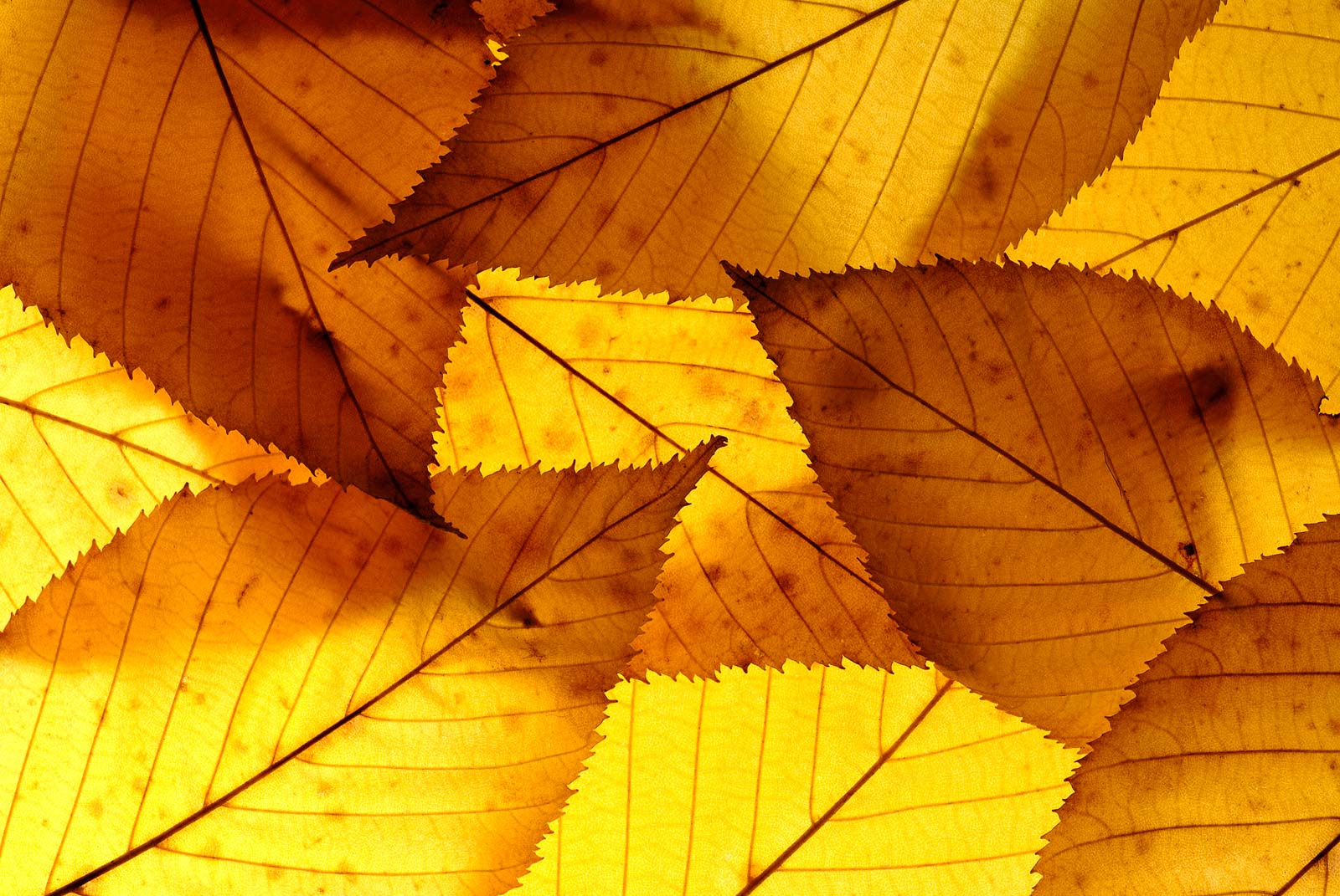 5 Autumn Photography Ideas for Macro Photographers - Nature TTL