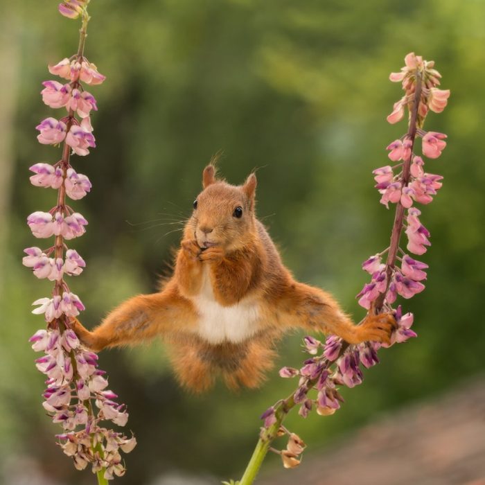Comedy Wildlife Photo Awards 2018 Finalists Announced - Nature TTL