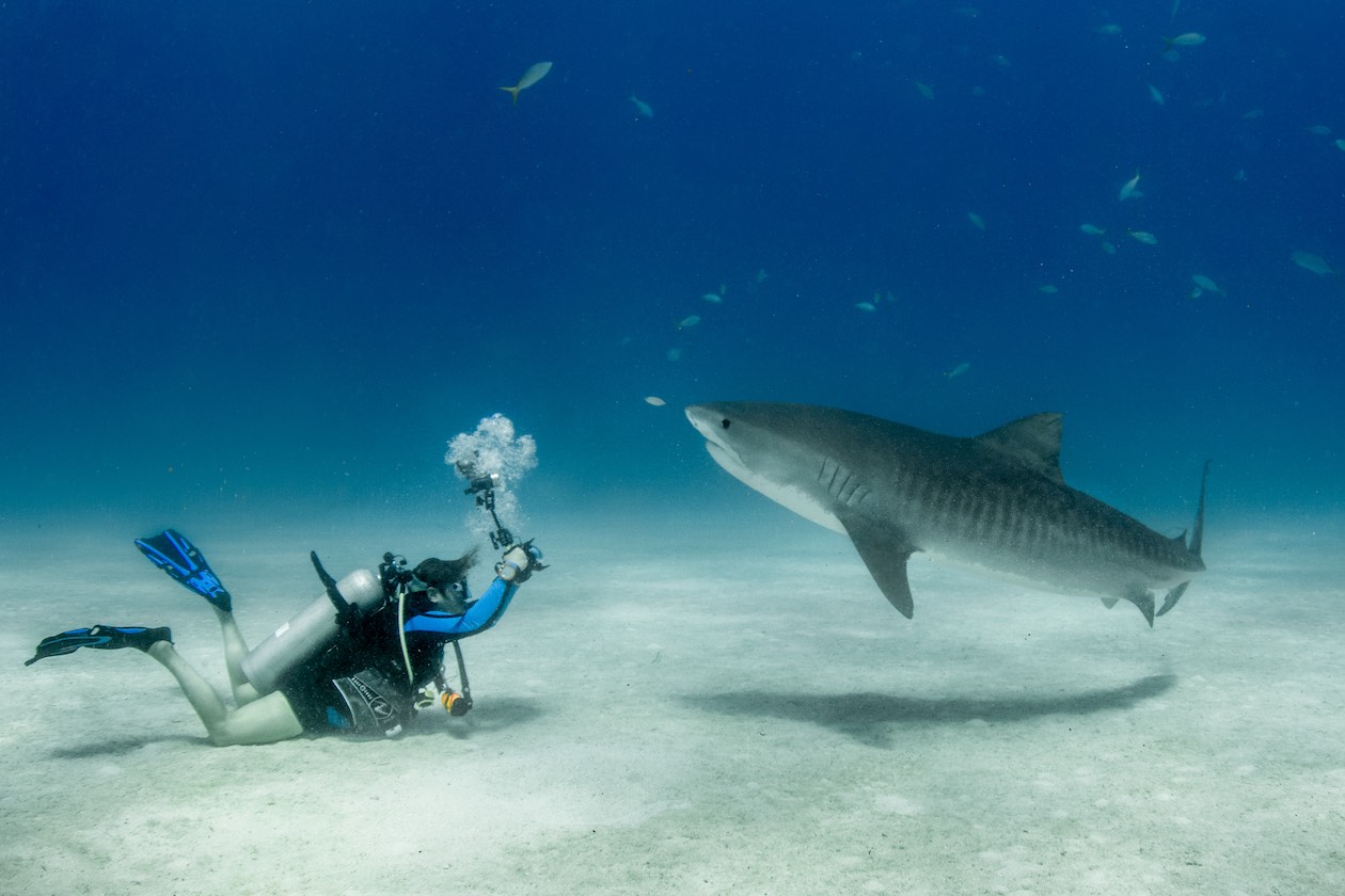 Photographing and Diving with Tiger Sharks - Nature TTL