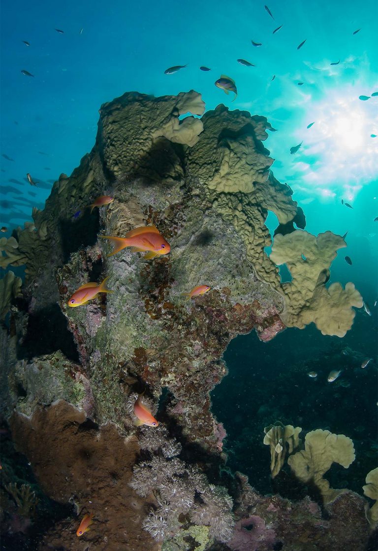 5 Easy Ways to Avoid Backscatter in Underwater Photos - Nature TTL