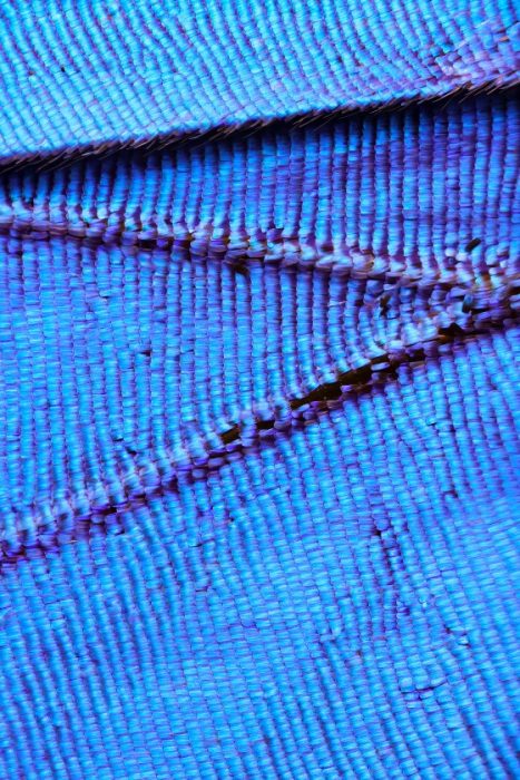 Extreme Macro Butterfly Wing Photos Created from 2,100 Separate Shots ...