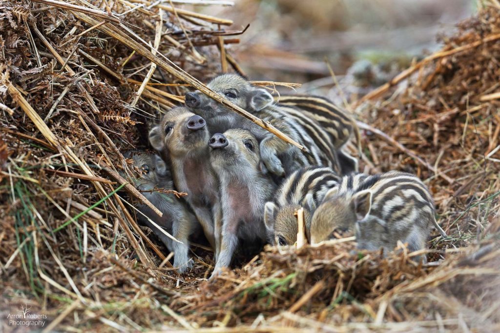 How to Photograph Wild Boar in the Forest of Dean | Nature TTL
