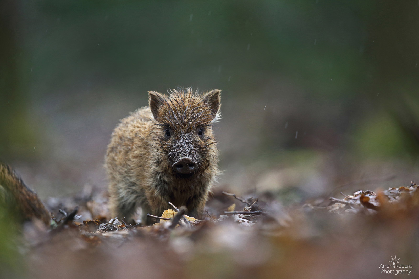 How to Photograph Wild Boar in the Forest of Dean - Nature TTL