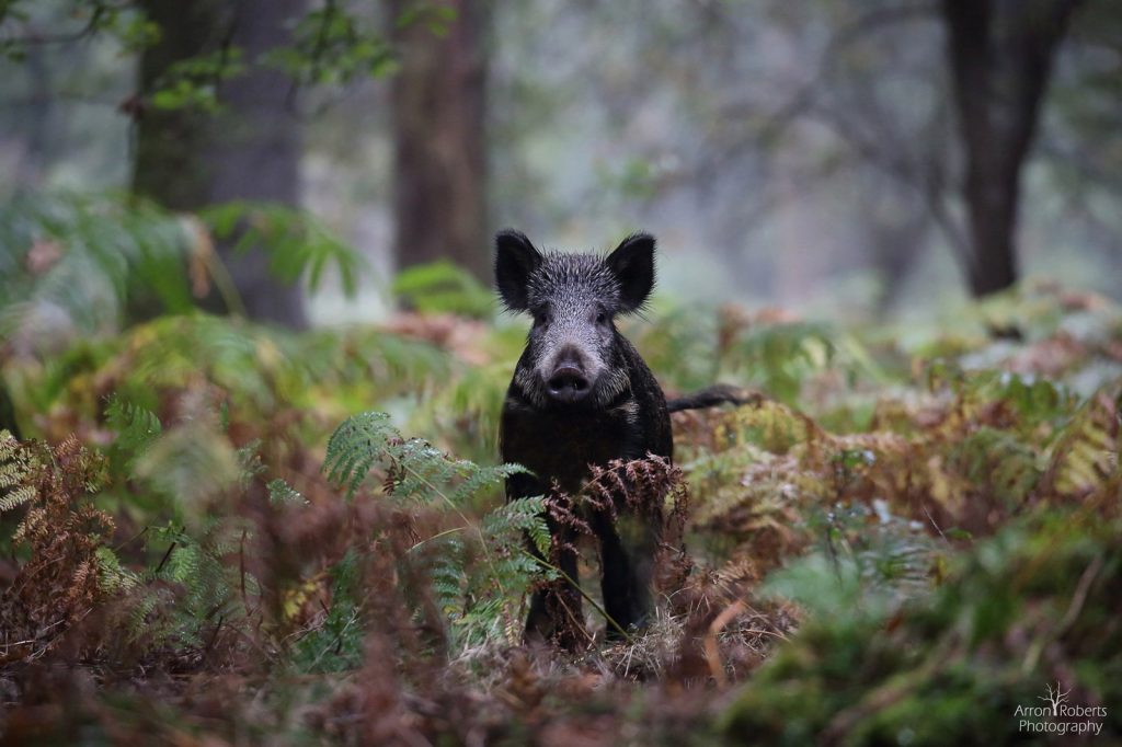 How to Photograph Wild Boar in the Forest of Dean - Nature TTL