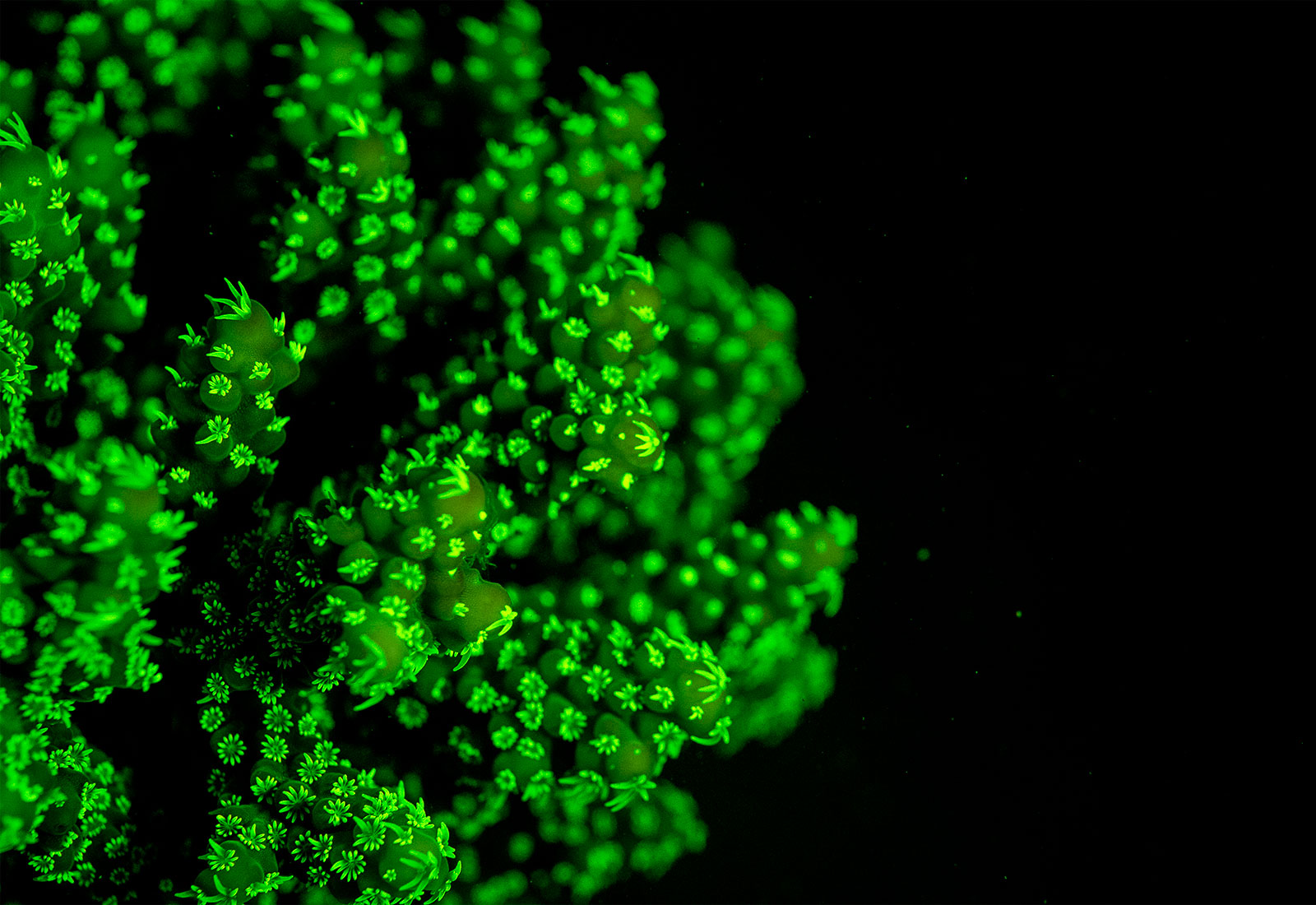 A Shot in the Dark - 7 Underwater Photography Tips for Fluorescent ...