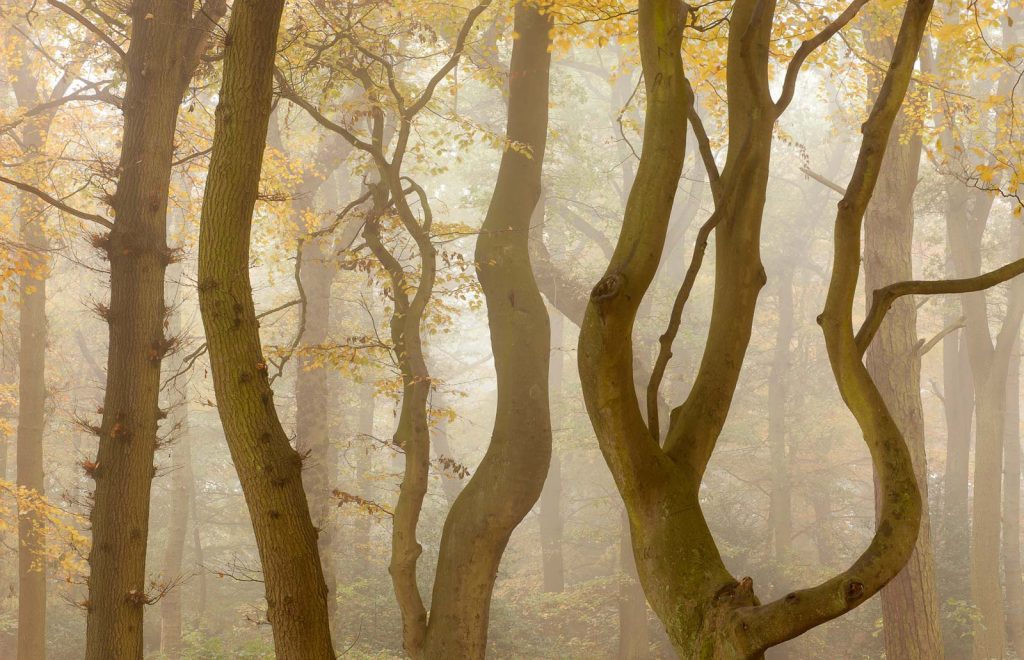 3 Autumn Highlights for Landscape Photography - Nature TTL