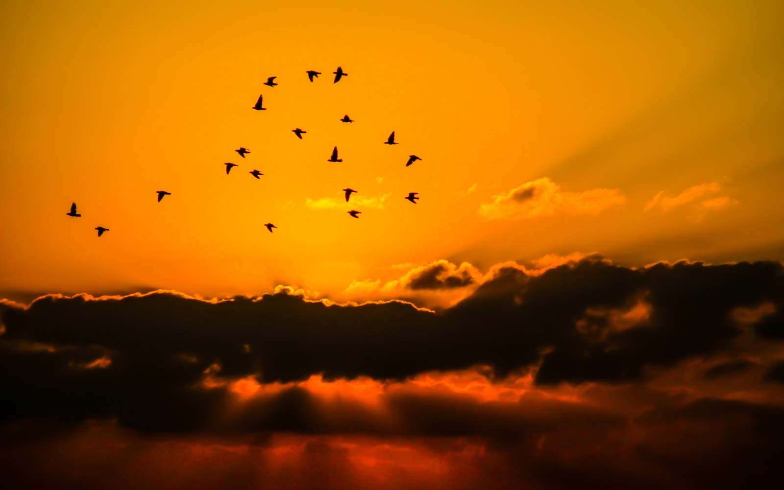 Weekly Photography Assignment: Flight - Nature TTL