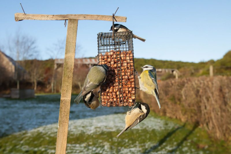 How to Photograph Wildlife in Your Backyard - Nature TTL