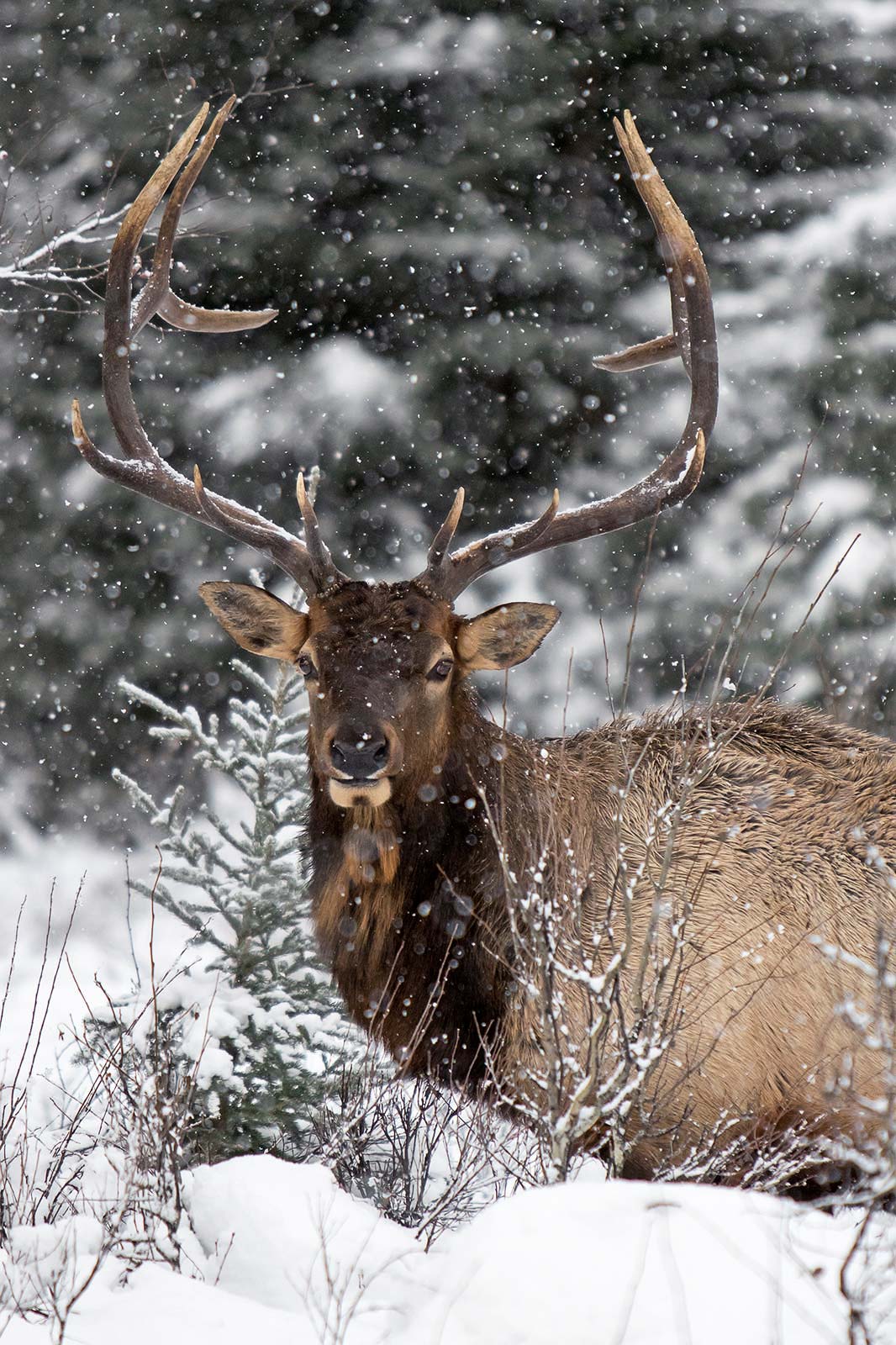 5 Tips for Photographing Wildlife in the Snow - Nature TTL
