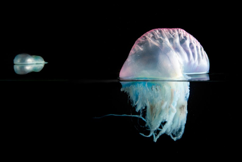 How to Take Abstract Macro Photos - Nature TTL