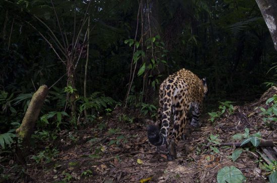 8 Tips for Wildlife Camera Trap Photography - Nature TTL