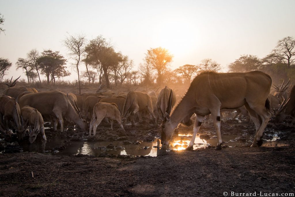 8 Tips for Wildlife Camera Trap Photography | Nature TTL