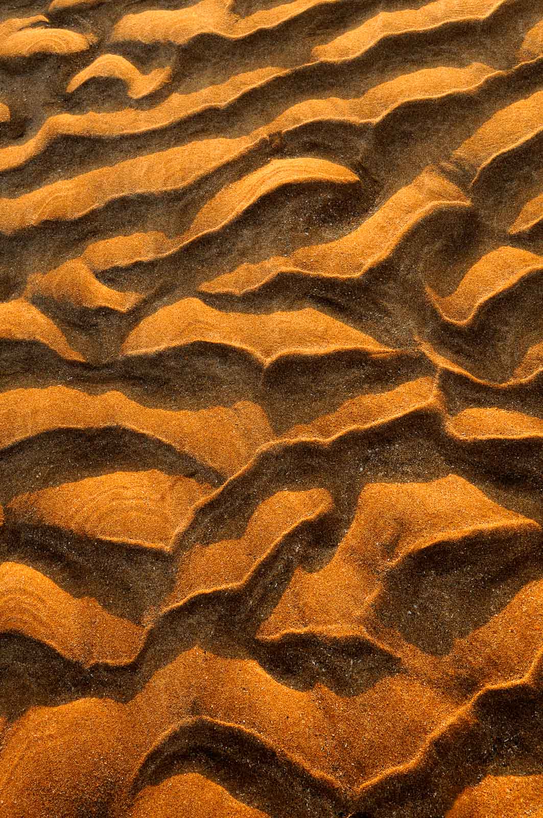 How to Take Coastal Close-up Macro Photos - Nature TTL