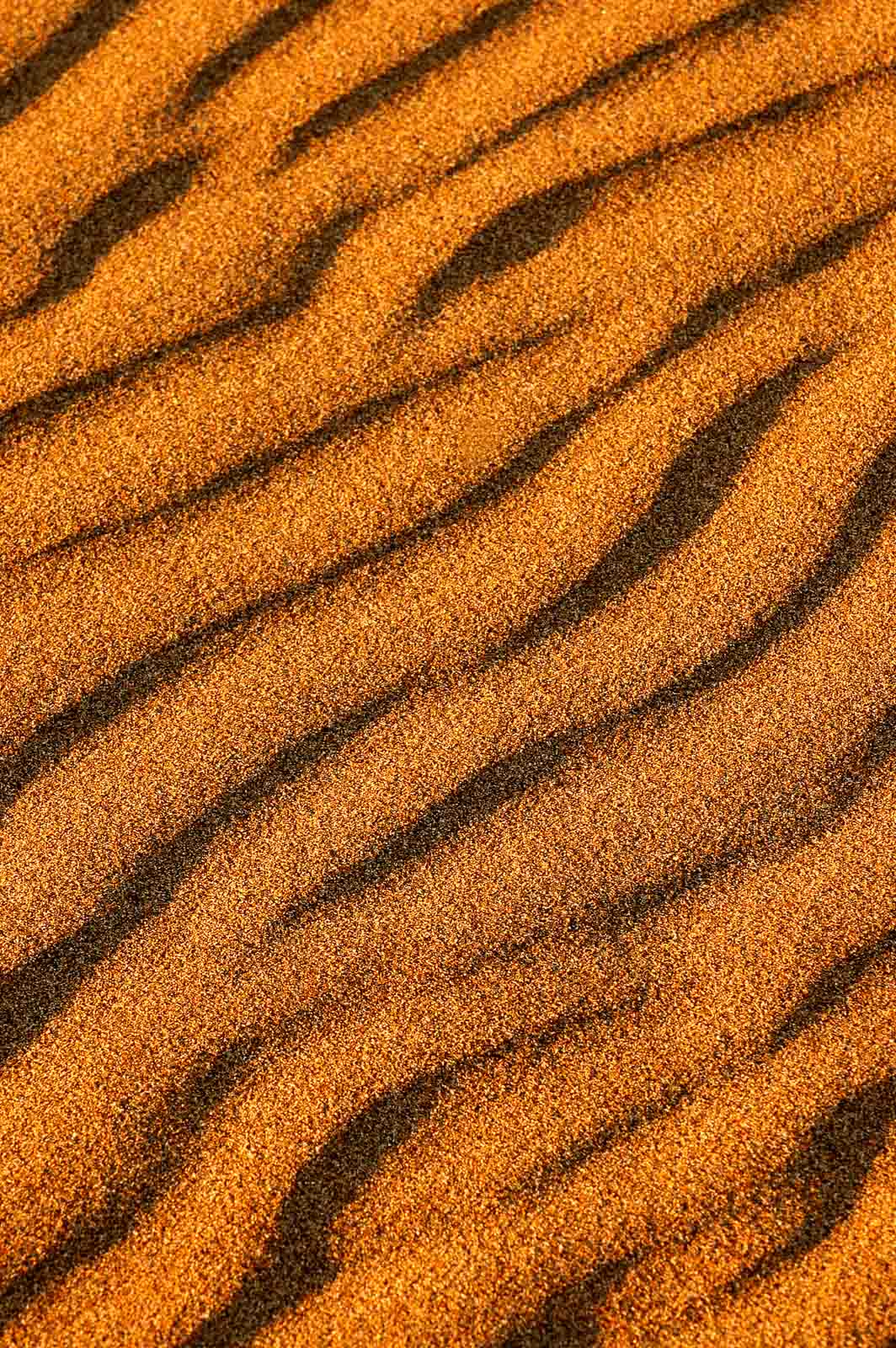 How to Take Coastal Close-up Macro Photos - Nature TTL