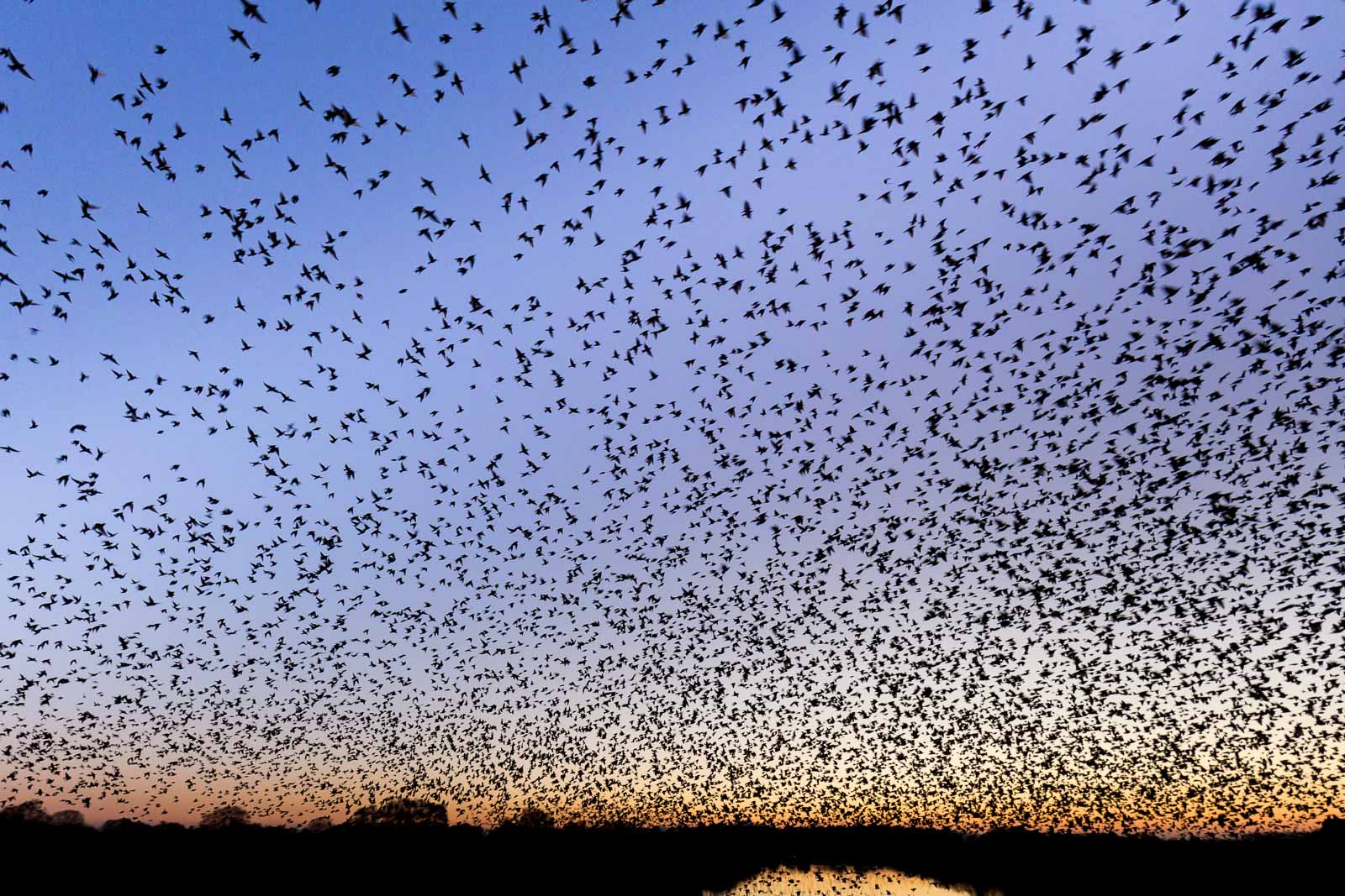 How to Photograph Starling Murmurations - Nature TTL
