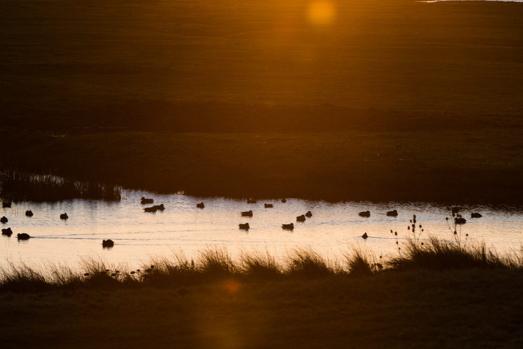 How to Photograph Wildlife in Nature Reserves - Nature TTL