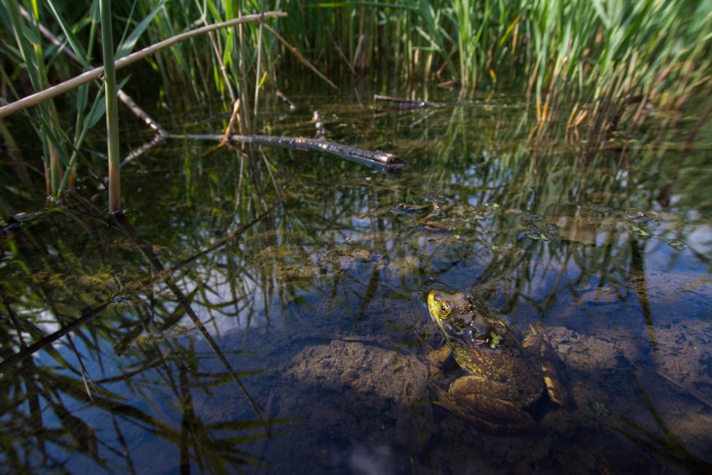 How to Photograph Wildlife in Nature Reserves - Nature TTL