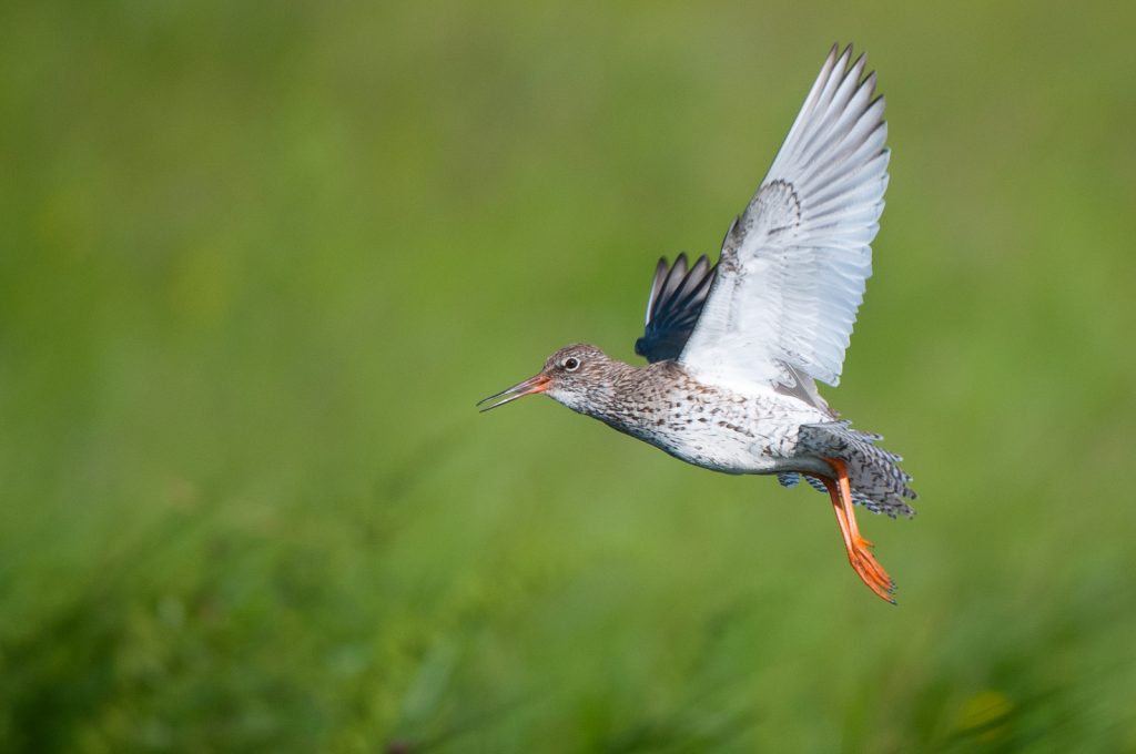 How to Photograph Wildlife in Nature Reserves - Nature TTL