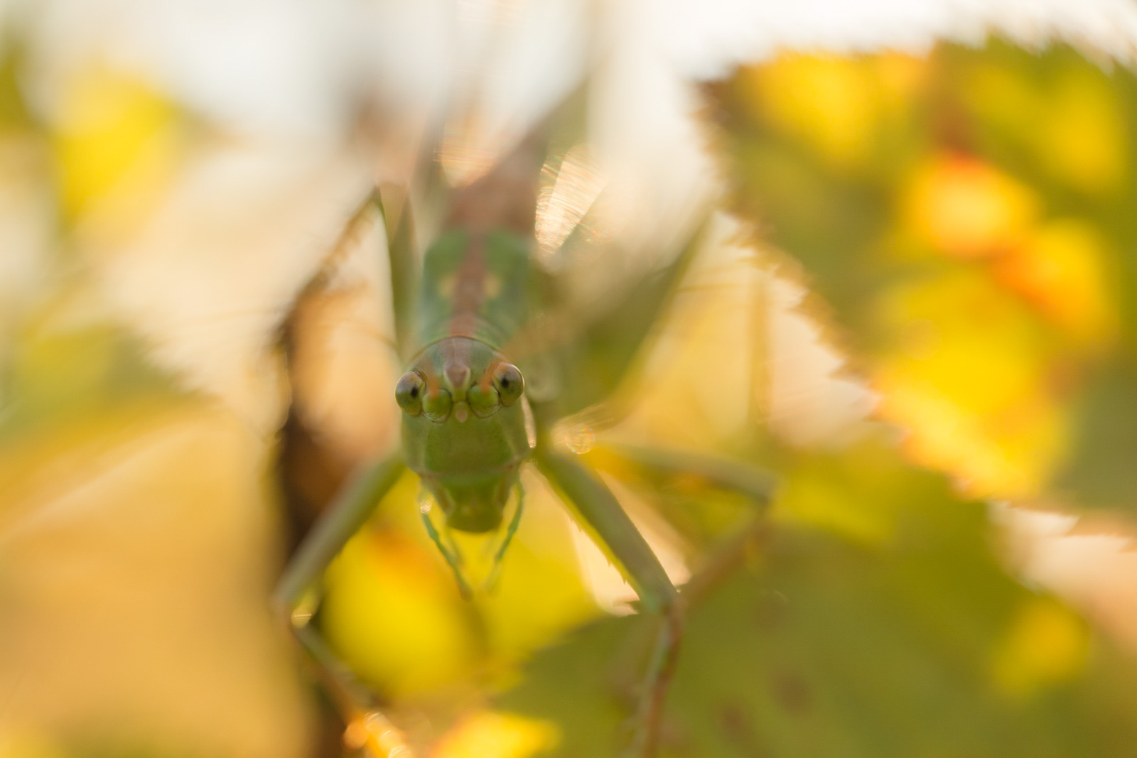 5 Tips for Shooting Insect Macro Photos with Personality - Nature TTL