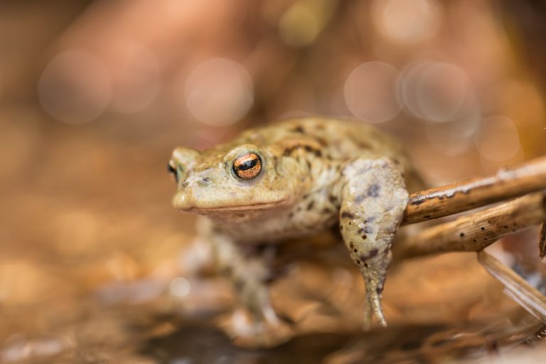 5 Tips for Shooting Insect Macro Photos with Personality - Nature TTL