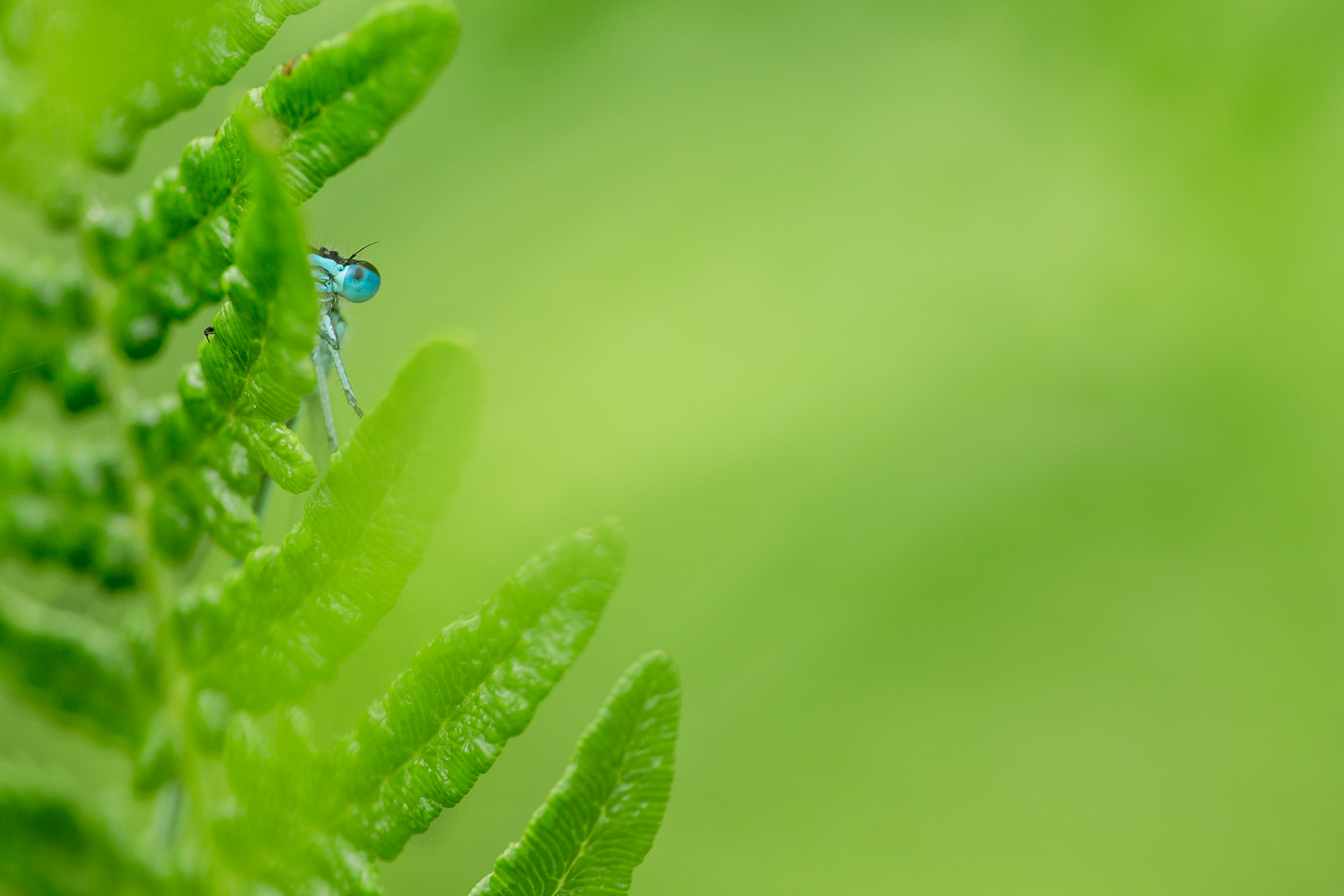 5 Tips for Shooting Insect Macro Photos with Personality - Nature TTL