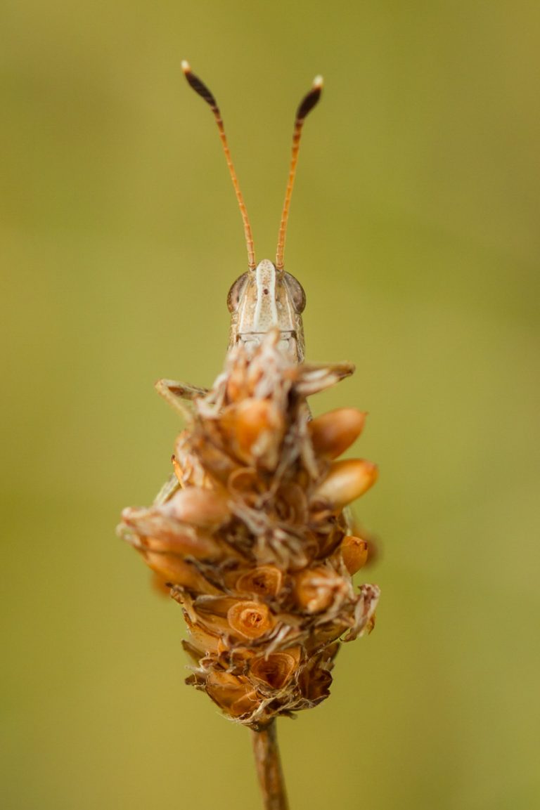 5 Tips for Shooting Insect Macro Photos with Personality - Nature TTL