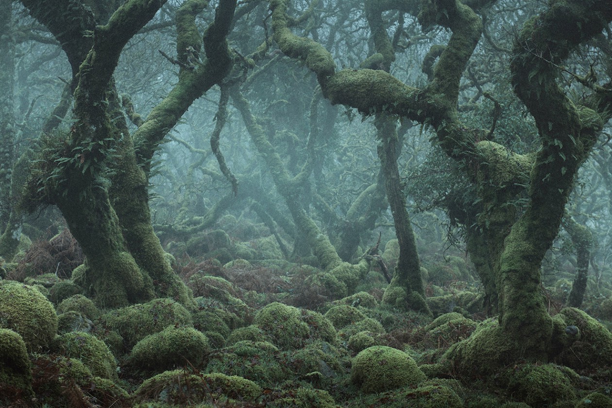 Stunning Images of England's 'Most Haunted' Forest - Nature TTL