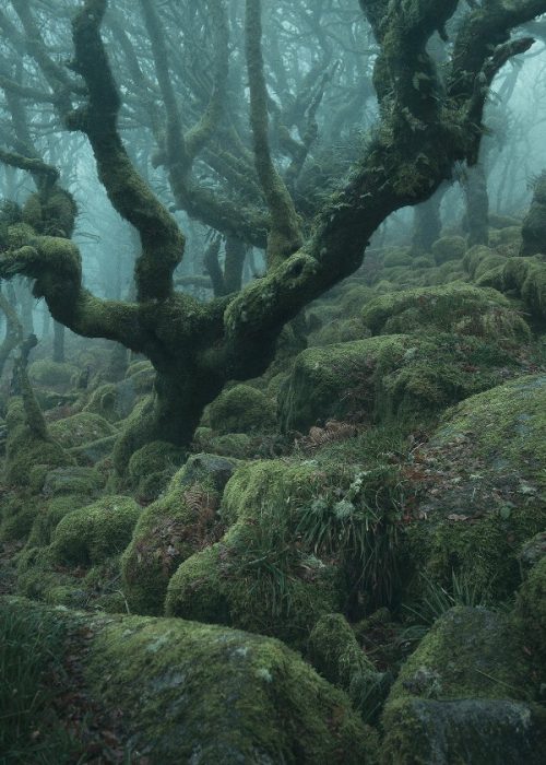 Stunning Images of England's 'Most Haunted' Forest - Nature TTL